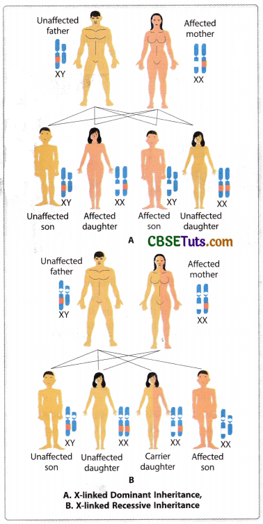 Mendelian Genetics Explore Mendel's Laws of Inheritance in Human - CBSE Tuts