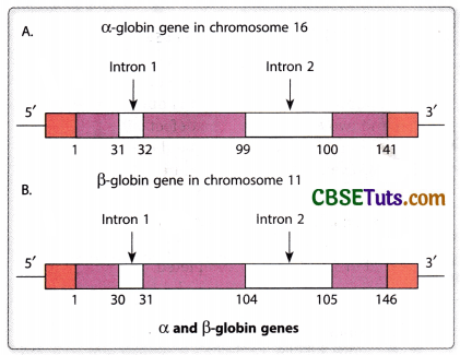 Mendelian Genetics Explore Mendel's Laws of Inheritance in Human - CBSE ...