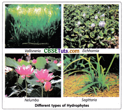 Ecological Adaptations - Adaptation and Habitats in Plants and Animals ...