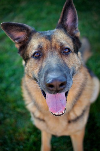 My Old Dog Book Review Giveaway Create With Joy my-old-dog-book-review-giveaway-create-with-joy