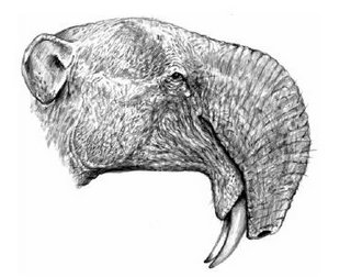 Weekly Wonders: Prodeinotherium | The Theatrical Tanystropheus