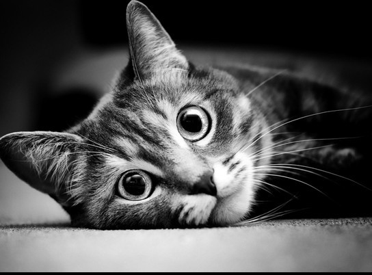 Simple Image Carousel Slider With Pure JavaScript | CSS Script