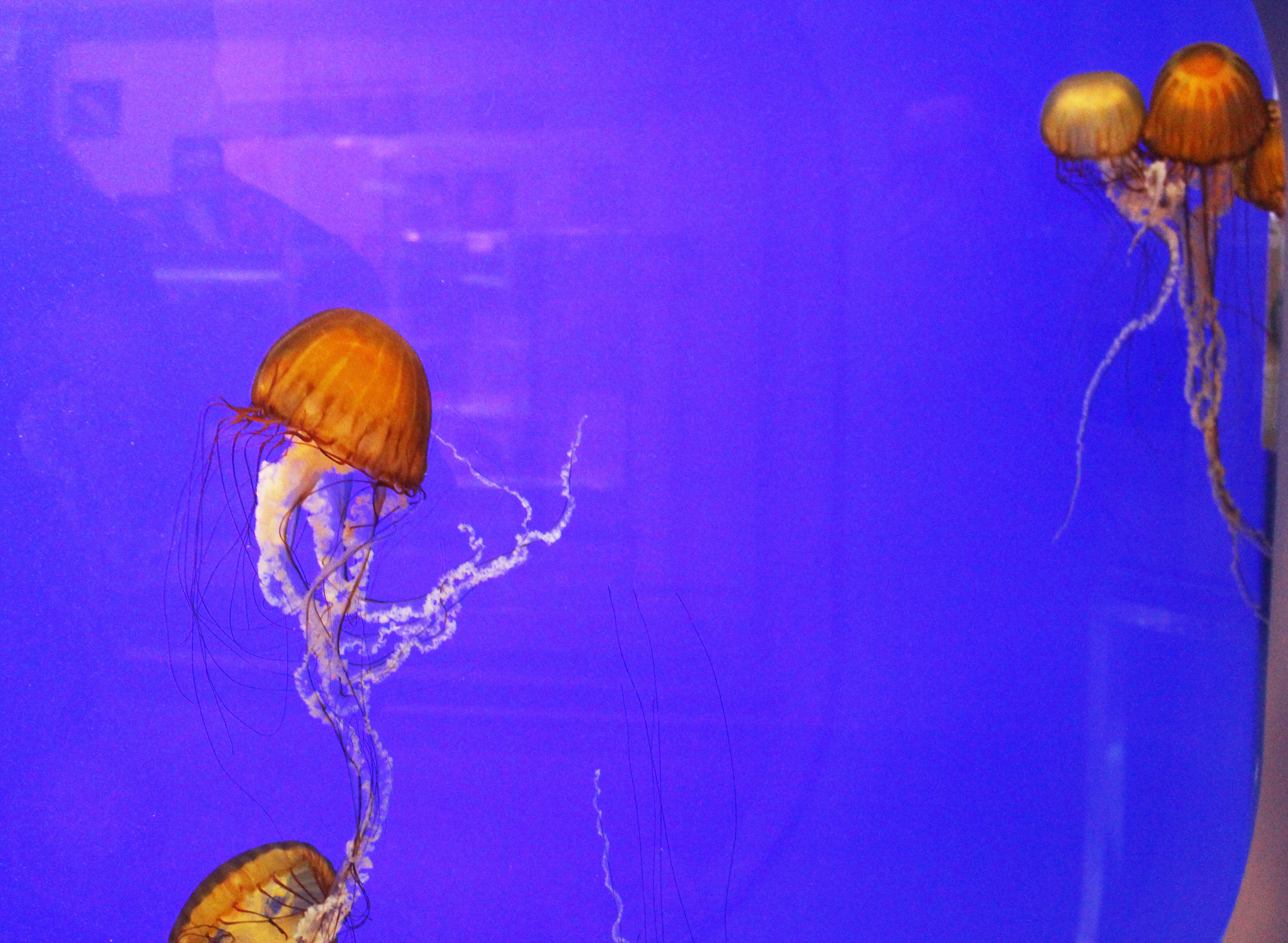 Rainbow Jellyfish Cape Cod