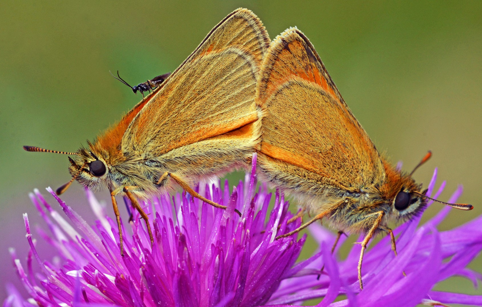 Small Skippers – Motcombe Meadows | Dorset Butterflies