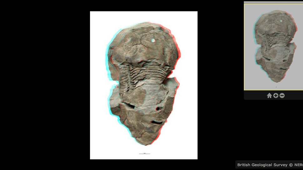 This database lets you 3D print and explore thousands of fossils ...