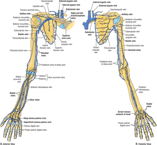 Peripheral Vascular Injury Management - emdocs