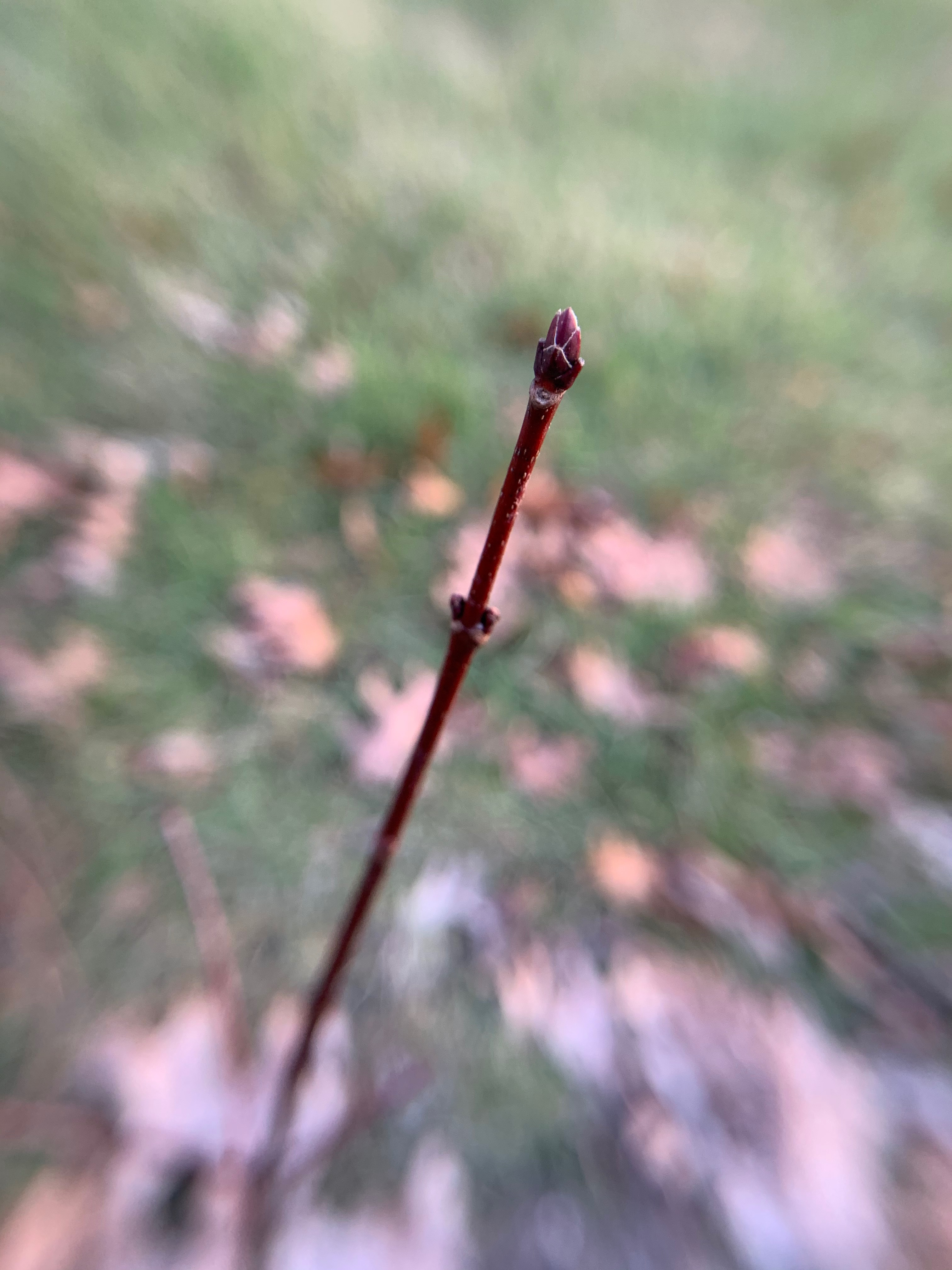 Saplings Sprouting, Part 1