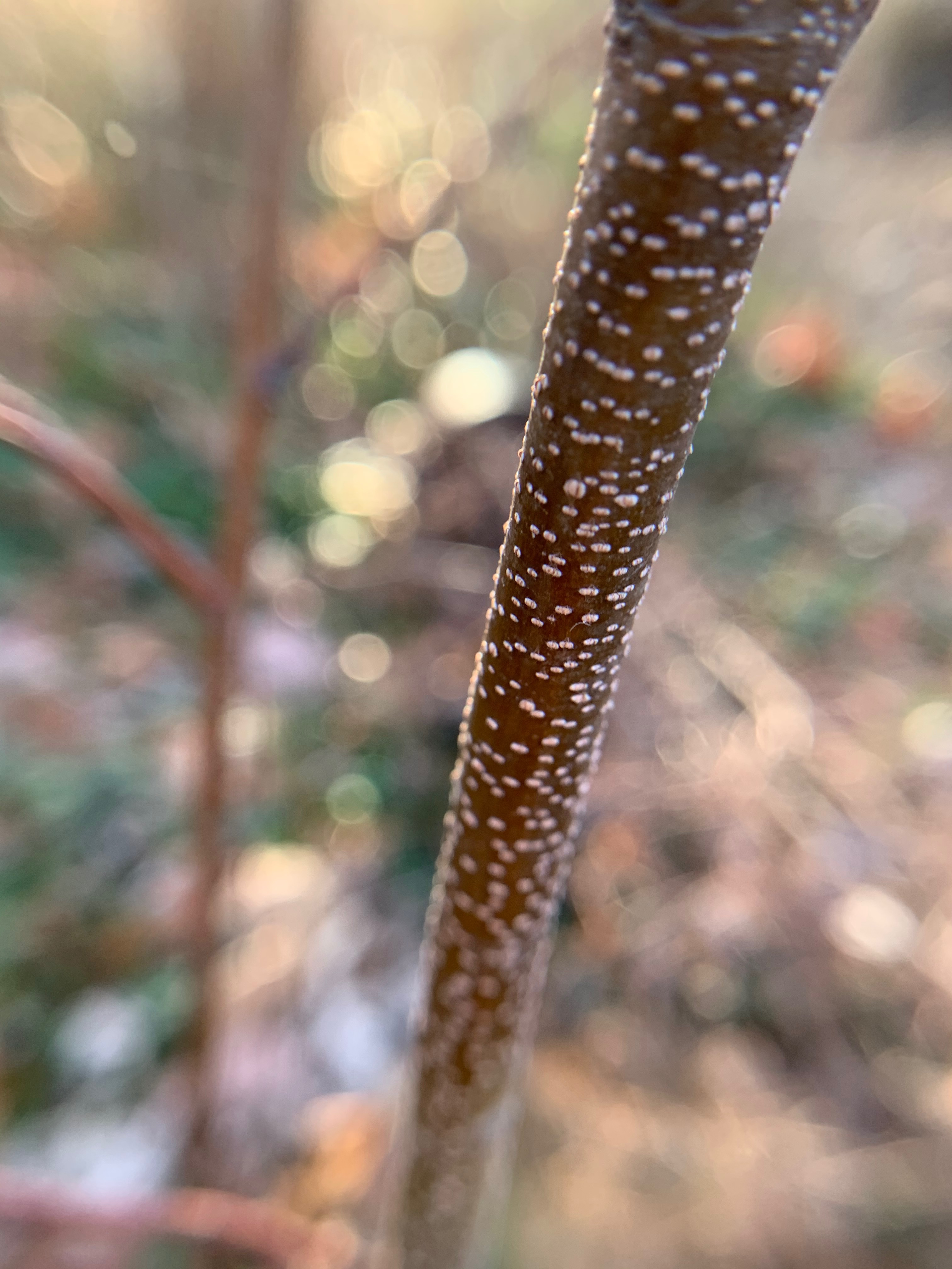 Saplings Sprouting, Part 1
