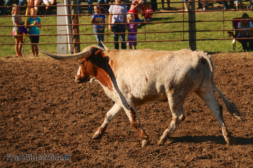 Rodéo de septembre : entre tradition et nostalgie mal placée