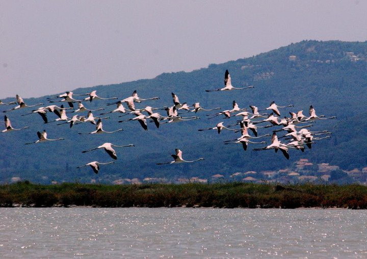 Green Corfu | Corfu birds