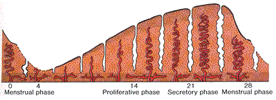 Endometrium Lining Implantation