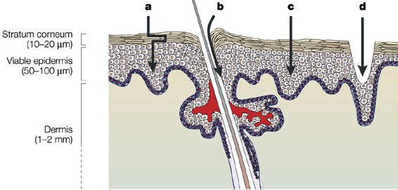 Innovations in Transdermal Drug Delivery System - A Review - IJPRS