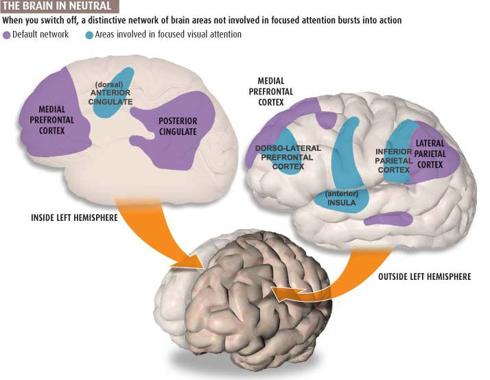 Focus and Mind Wandering - The Default Mode Network