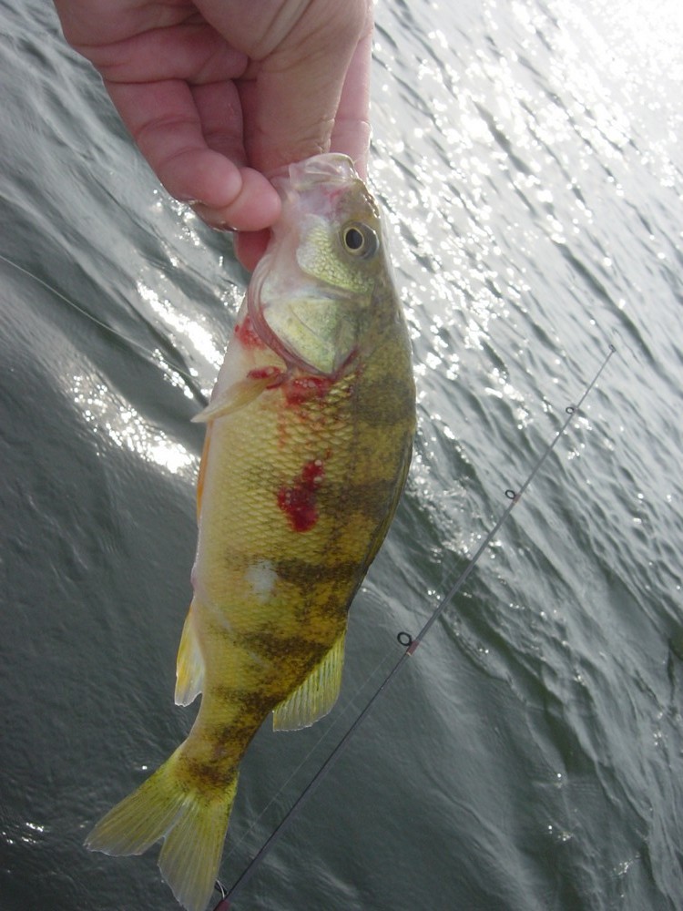Journal of a Minnesota Angler » Blog Archive Crazy Like an Angler ...