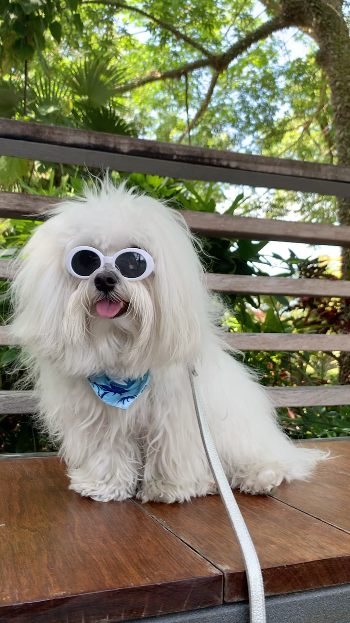 Why Naples,FL is a Must See - Living A Fairytail