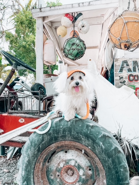 Day trip to Key Largo with your Dog - Living A Fairytail