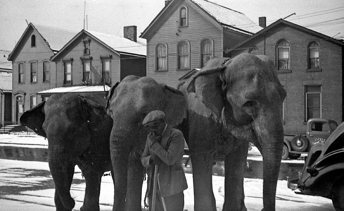 CIRCUS ELEPHANTS WITH THEIR TRAINER | mardecortésbaja.com