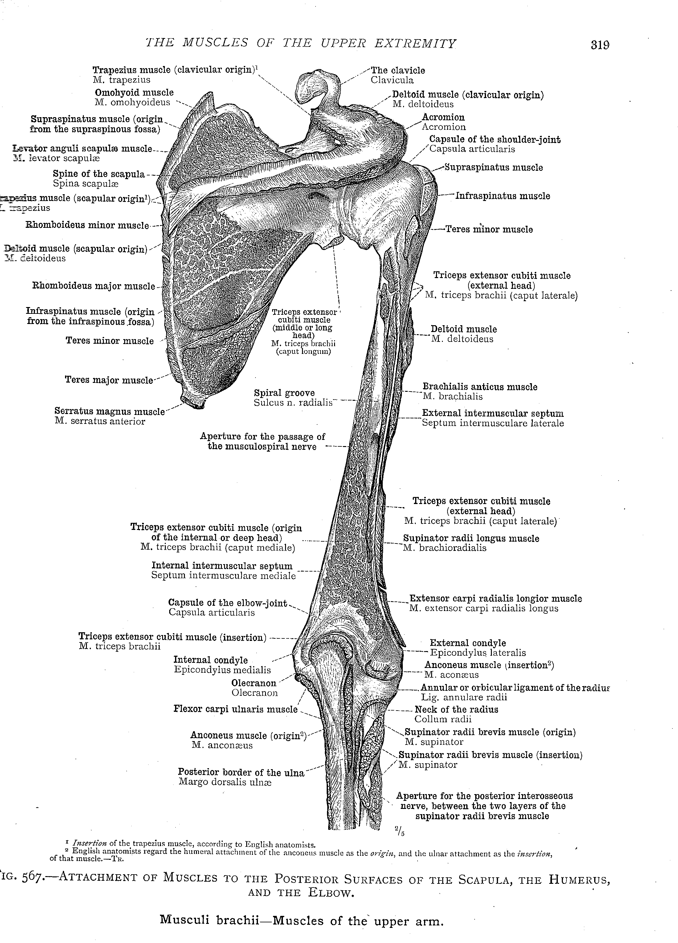 Muscles of the Shoulder Pictures | Massage School Notes