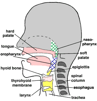 Vocal Anatomy and Choir | Matlock Music Works