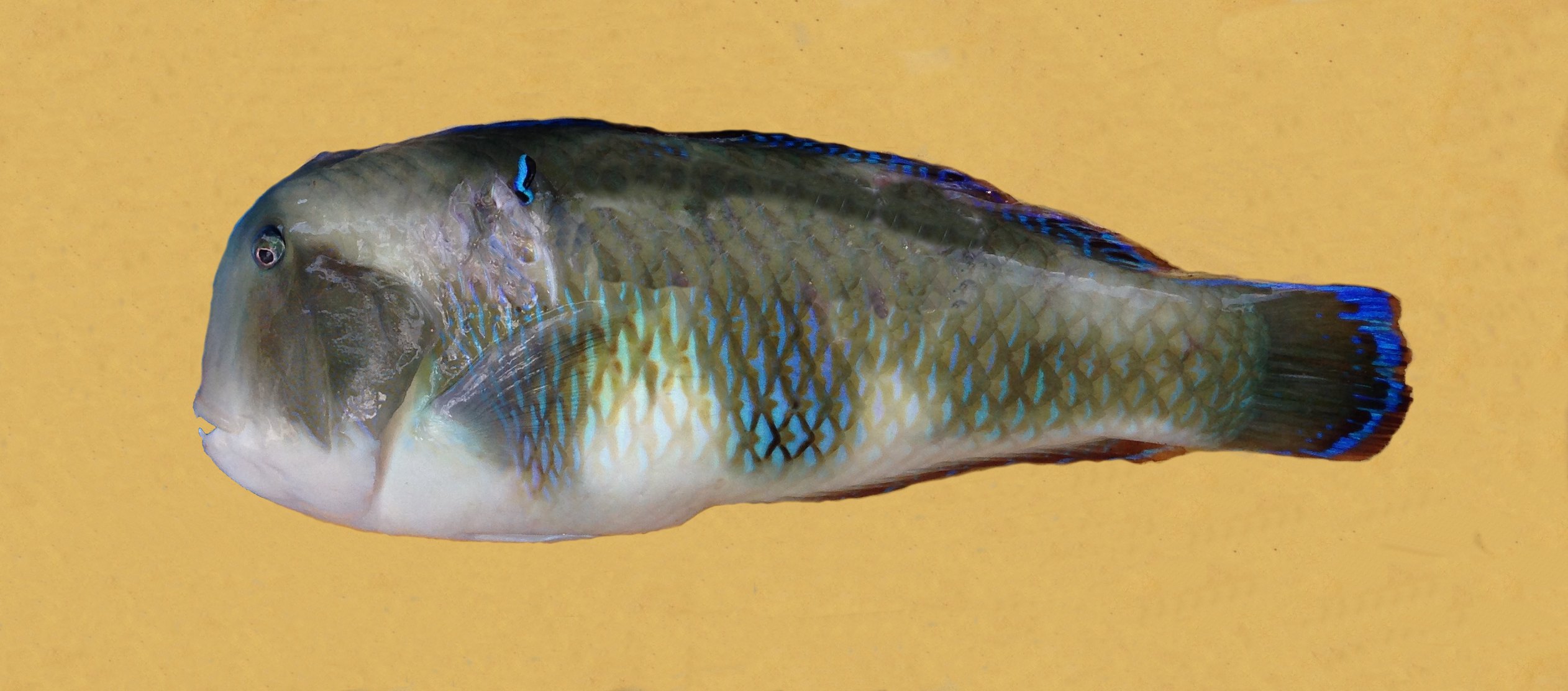 Peacock Razorfish | Mexico – Fish, Birds, Crabs, Marine Life, Shells ...