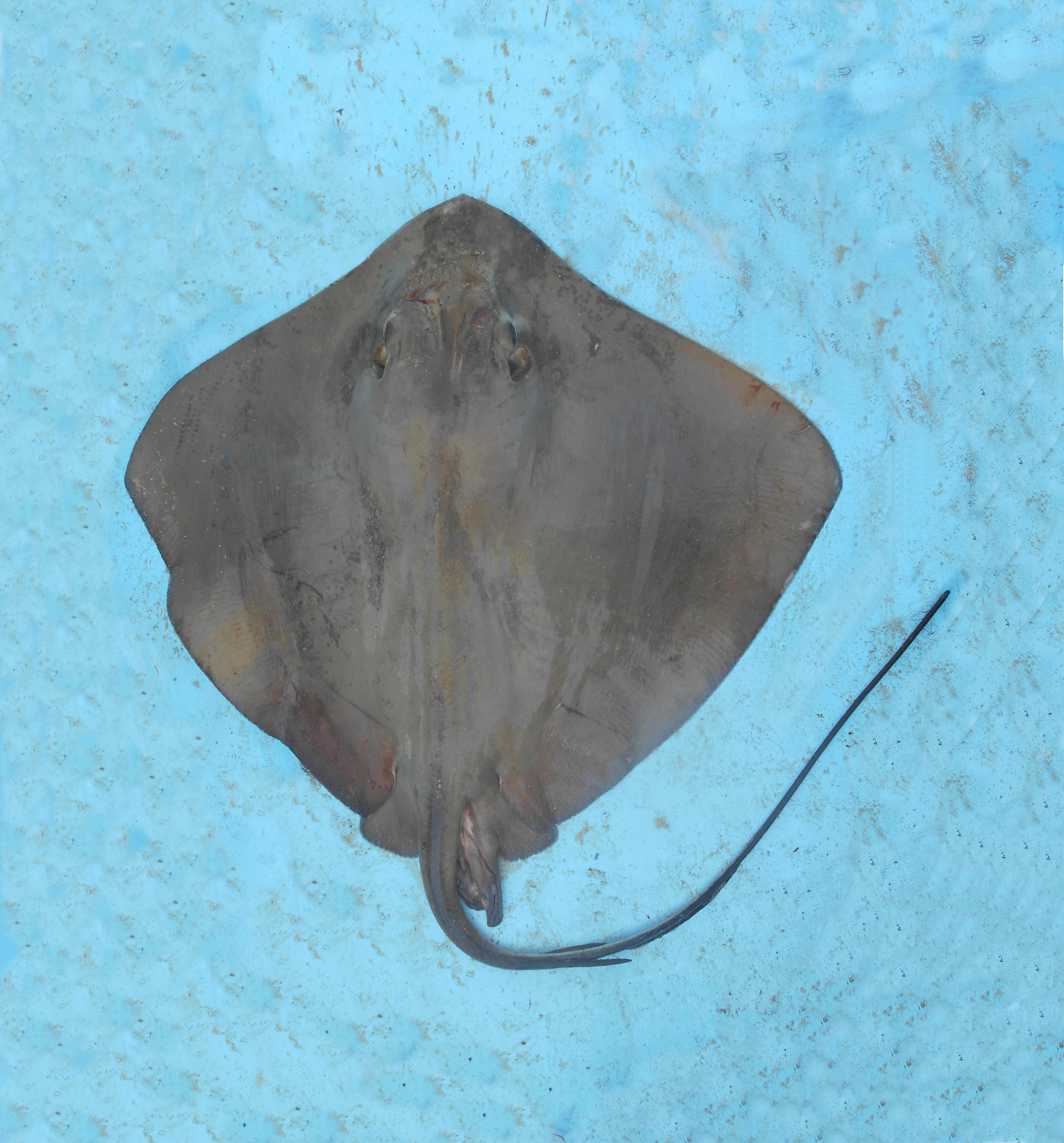 Diamond Stingray | Mexico – Fish, Birds, Crabs, Marine Life, Shells and ...