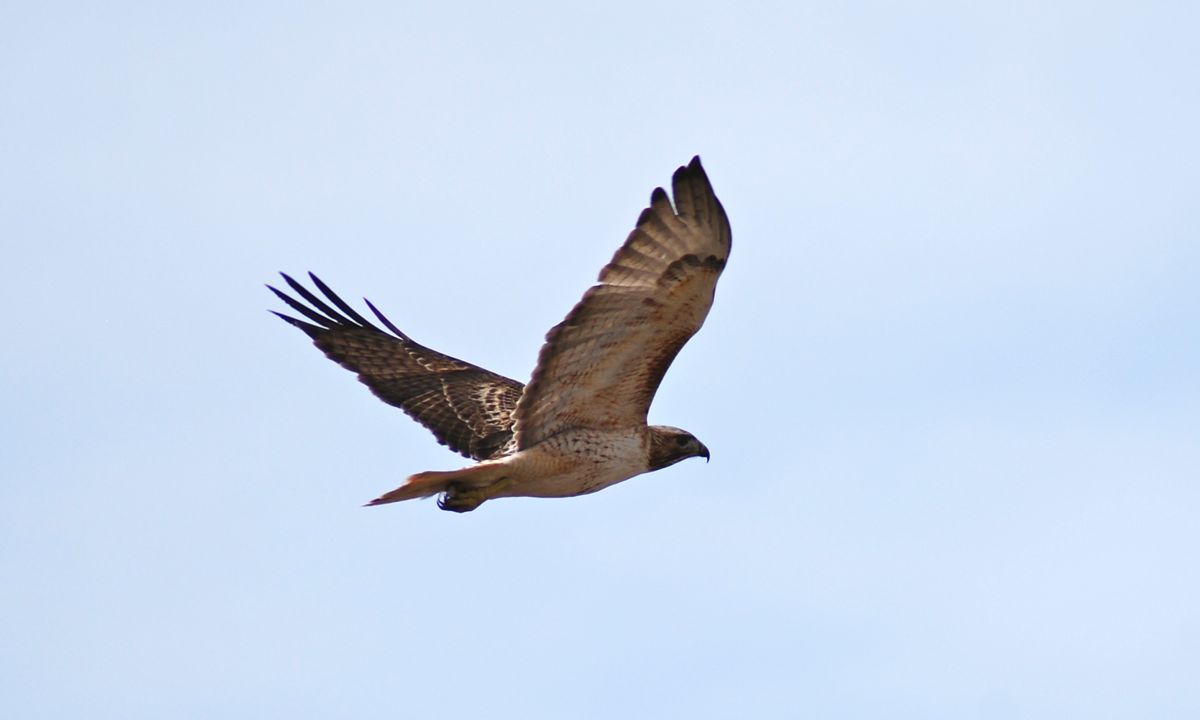 Buteos in Nebraska by Drew Weber | Nemesis Bird