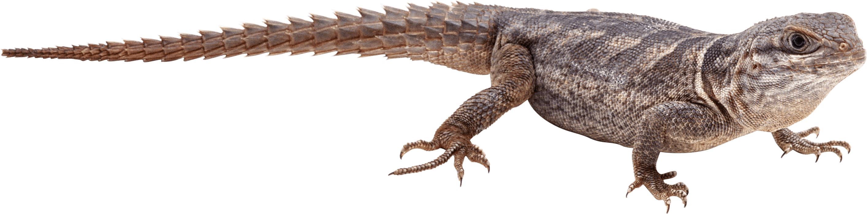 Lizard No Background - Lizard Png Lizards With Transparent Background ...