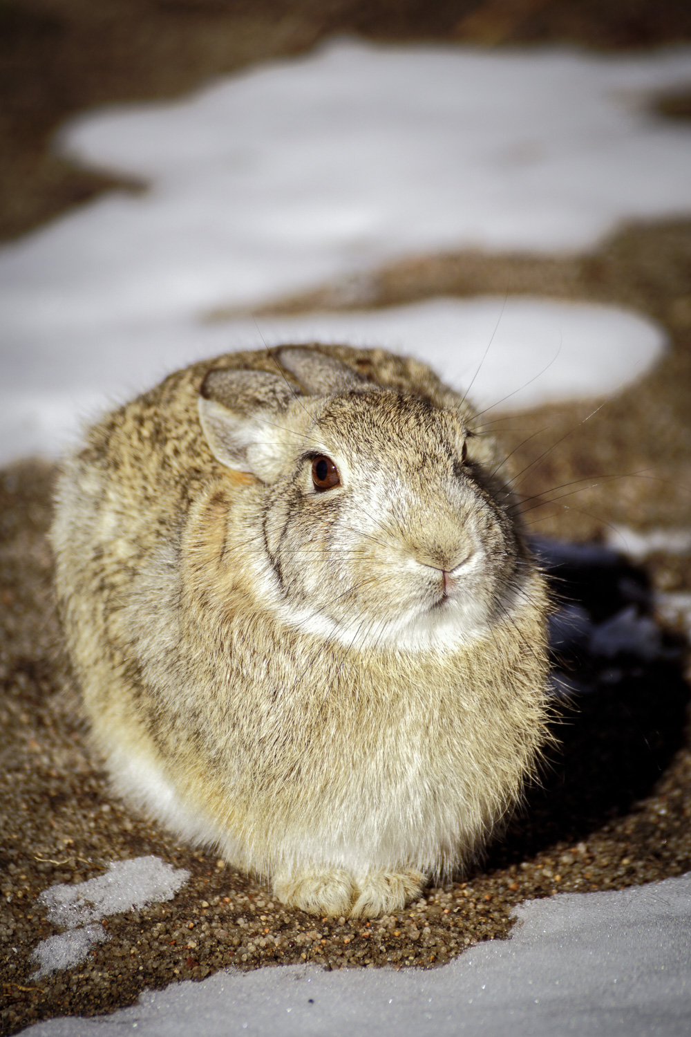 “Silly Rabbit!” – Praying With The Eyes