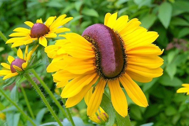 Conoce las flores mutantes que crecen en la zona cero de Fukushima ...