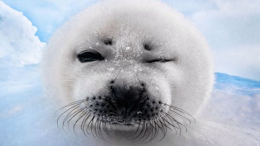 Focas bebés posando para la cámara es todo lo que necesitan para ...