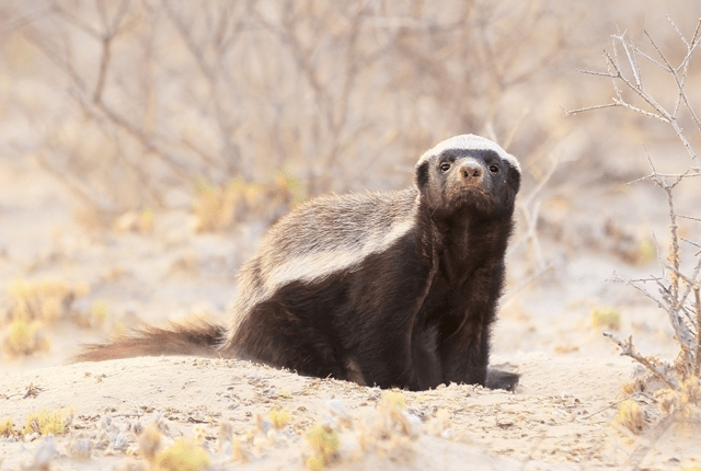 Al parecer, el tejón de la miel o “honey badger” no es tan rudo como lo ...