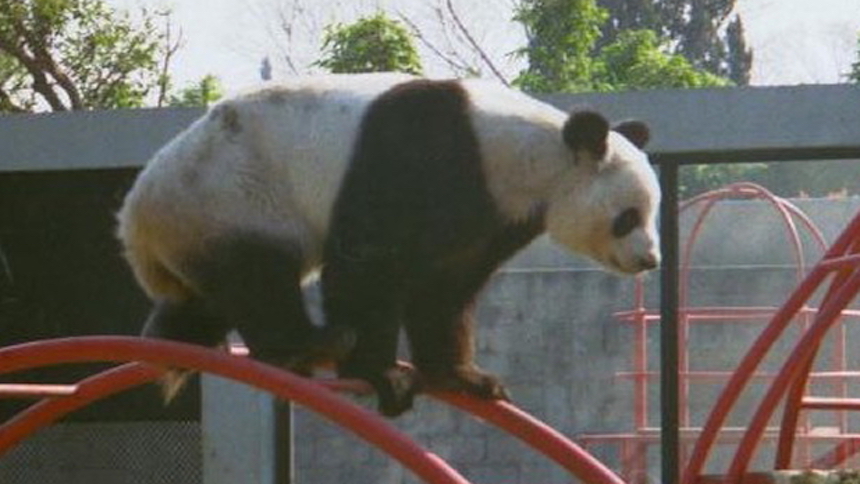 Pandas en México: ¿Una estirpe que está por llegar a su fin?