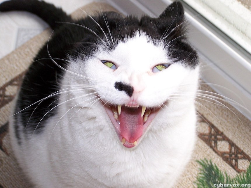 Gato endemoniado reacciona ferozmente por una estatua | Sopitas.com