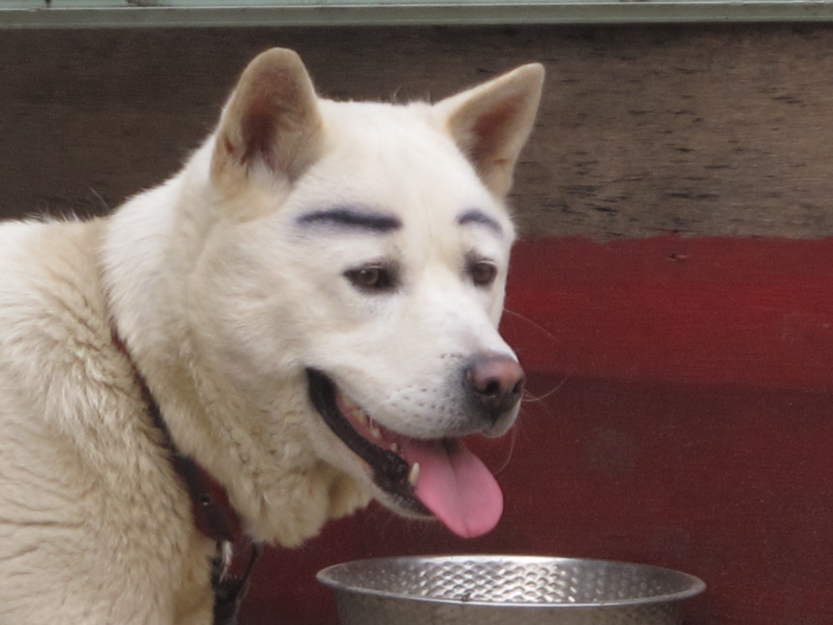 14 imágenes que comprueban por qué Dios no les dio cejas a los perros ...