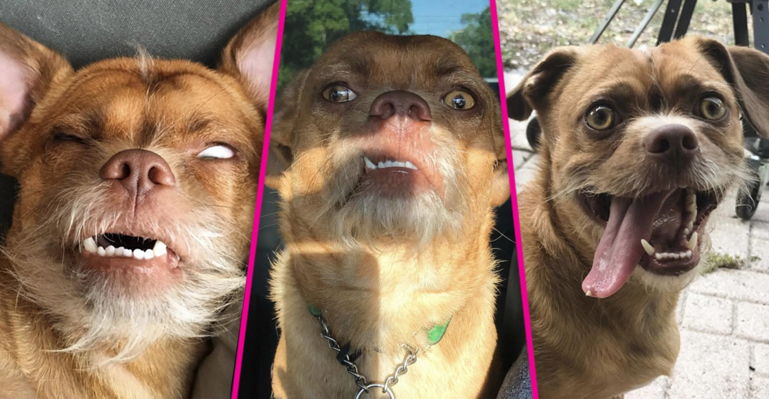 Perrito Burlon Memes