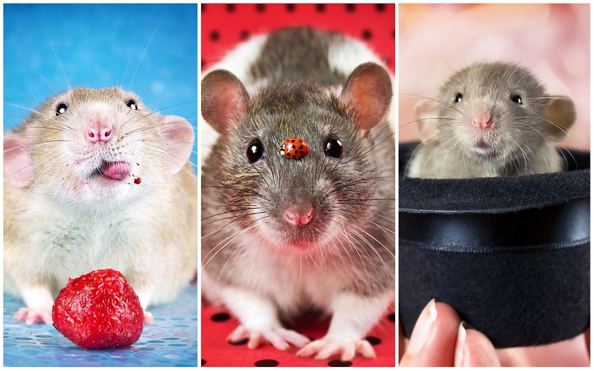 Estas fotos demuestran que las ratas también pueden ser adorables