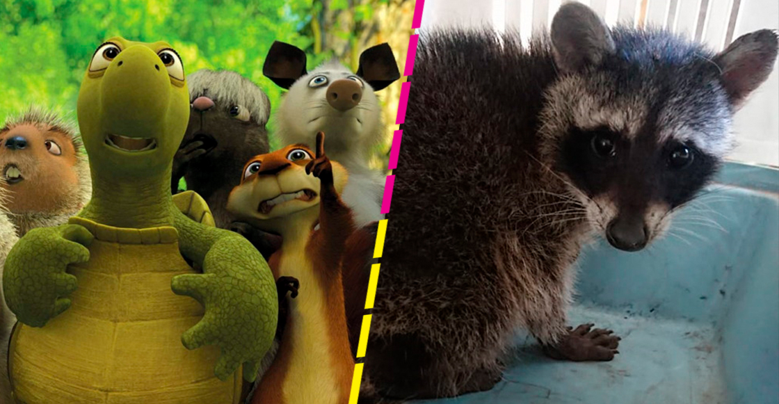 Rescatan a un zorrillo y un mapache en la Ciudad de México