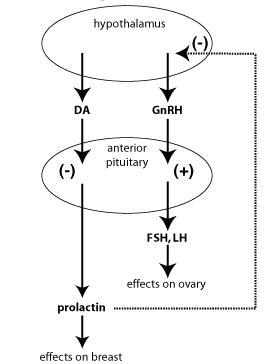 Prolactinoma – Stepwards