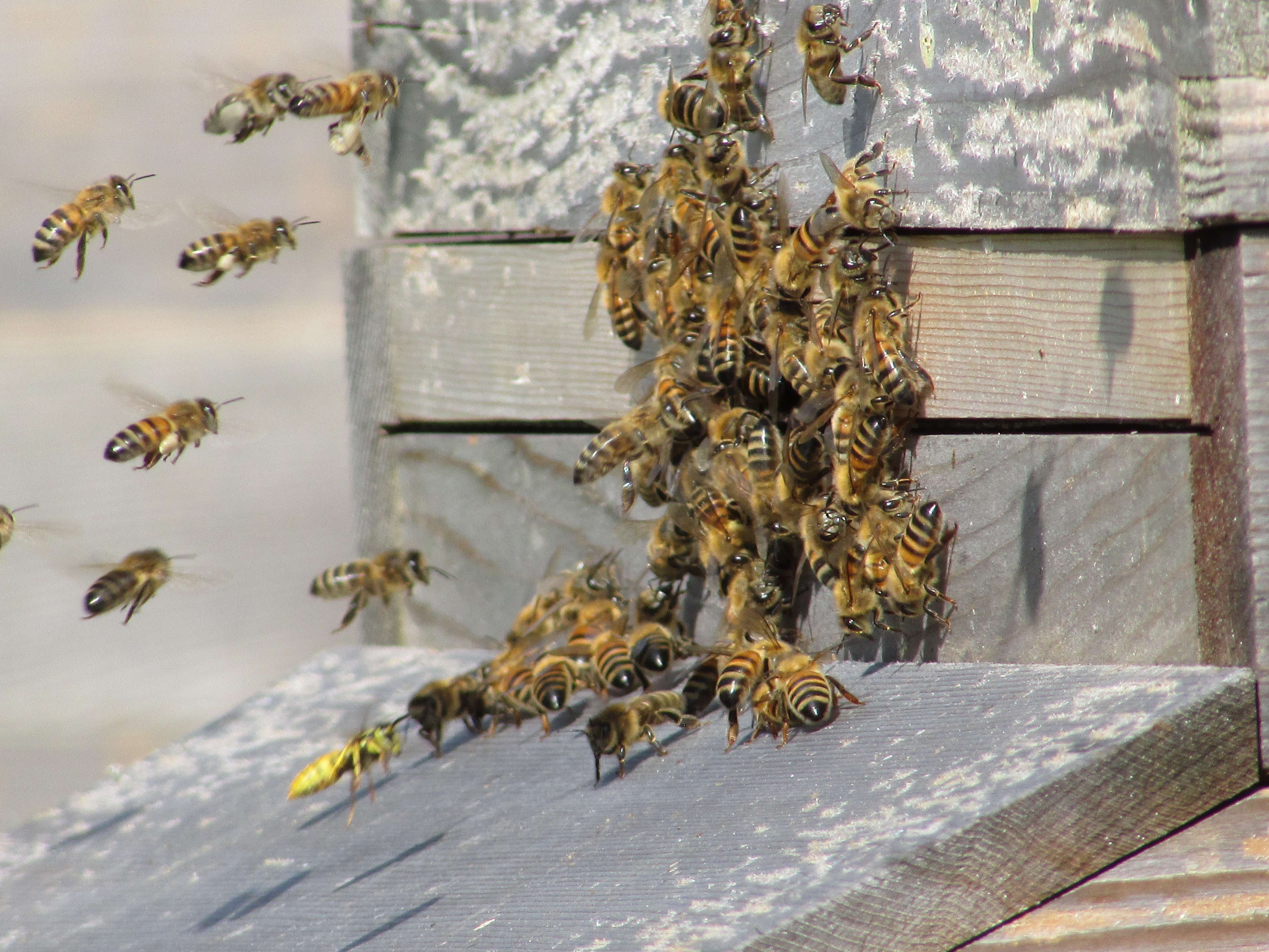 Honeybee Photos Photos Of Queen Workers Drones Talking With Bees honeybee-photos-photos-of-queen-workers-drones-talking-with-bees
