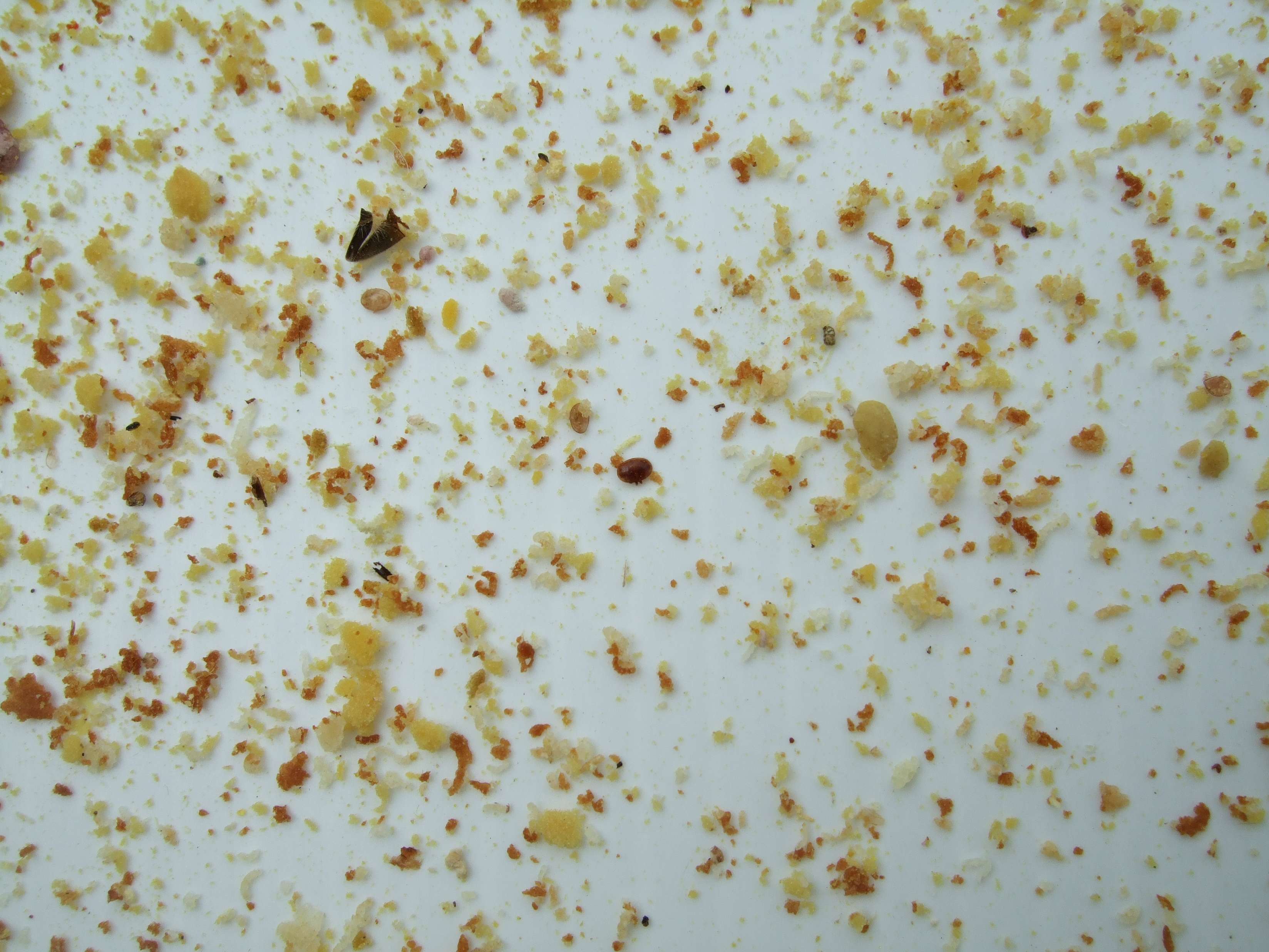 Varroa Mite In Centre Of Board | Talking With Bees