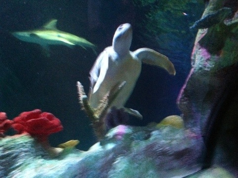 Sea Life Aquarium Arizona - The Five Fish