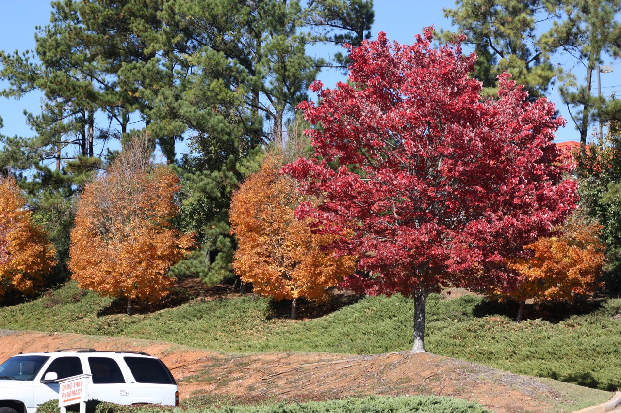 Fall in South Carolina