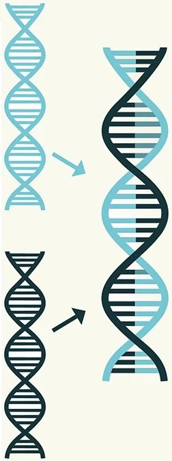 Genetic Algorithm - Concepts - Th3 0bservator