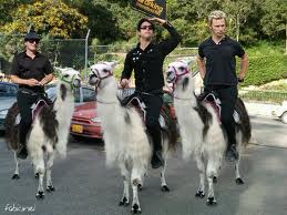 Deep Fried Twinkies & Llama Riding