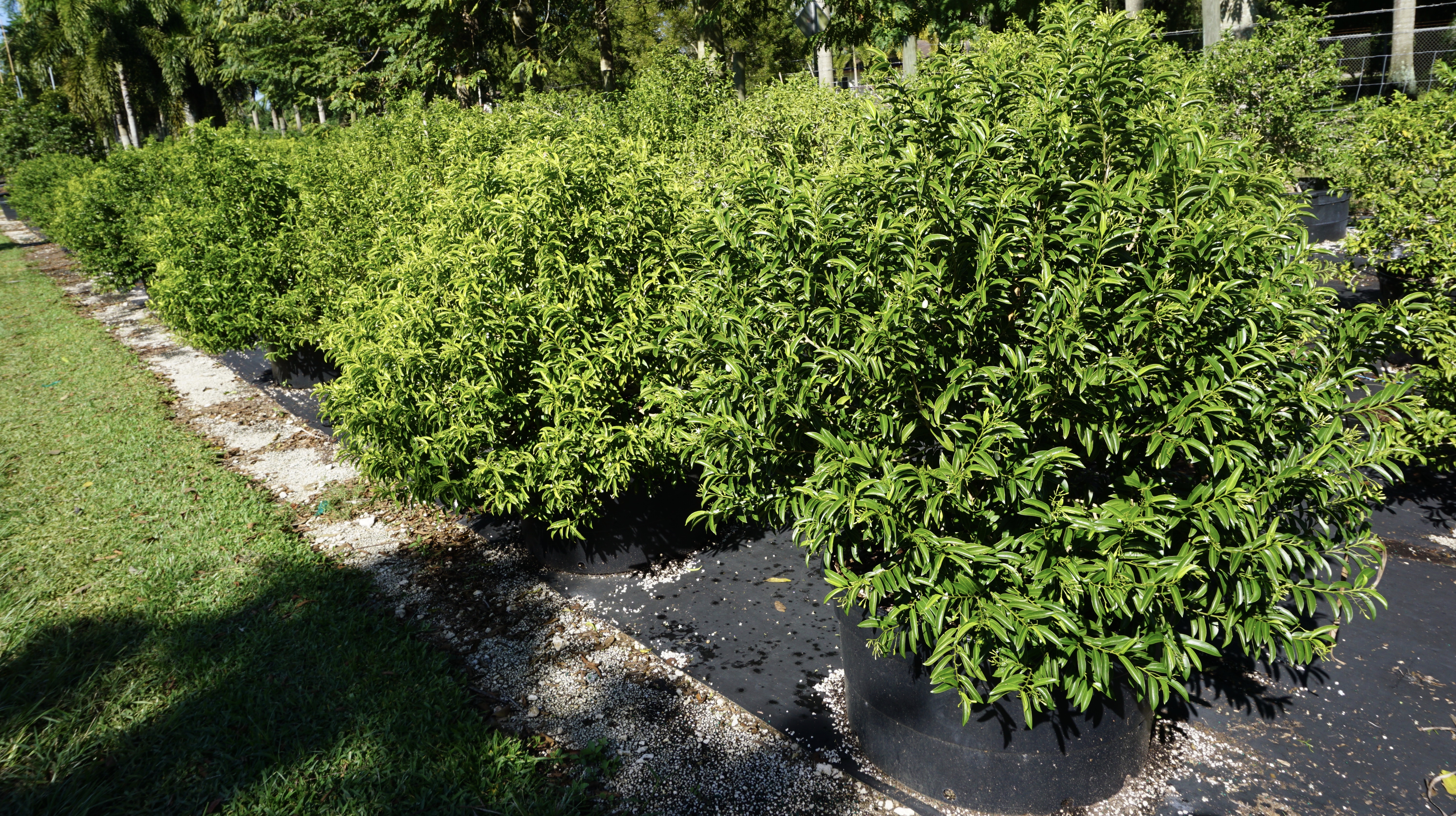 Vallesia antillana | Treeworld Wholesale