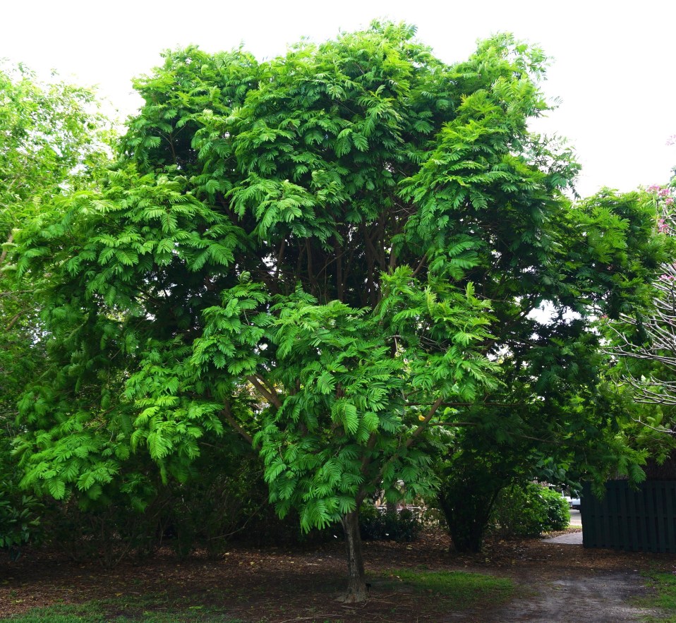 What Are Evergreen Trees Treeworld Wholesale what-are-evergreen-trees-treeworld-wholesale