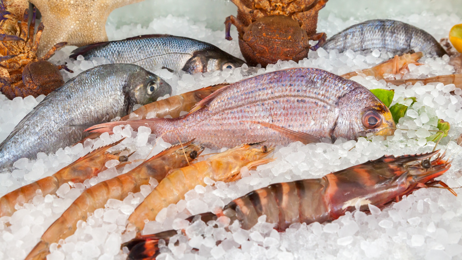 Welkom bij verse vismarkt Octopus – Verse vis tegen groothandel prijzen