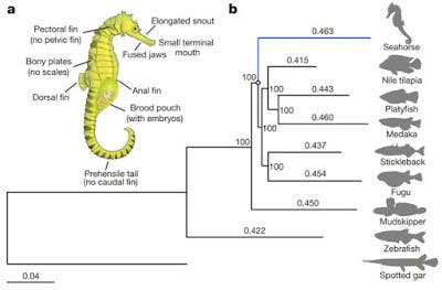 Seahorses have the fastest evolving genome