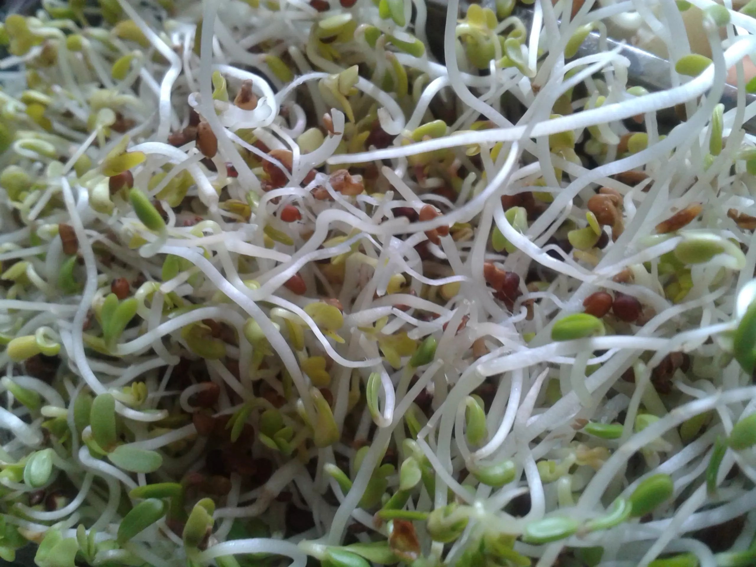 Alfalfa: Father of all foods | ZigaZoga